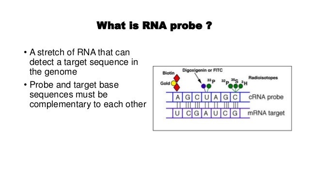 Molecular RNA Probe