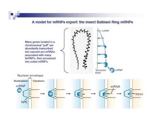 Rna processing | PPT | Genetics | Science