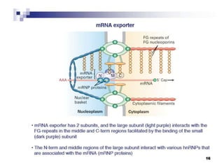 Rna processing | PPT | Genetics | Science