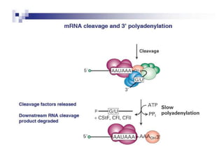 Rna processing | PPT | Genetics | Science