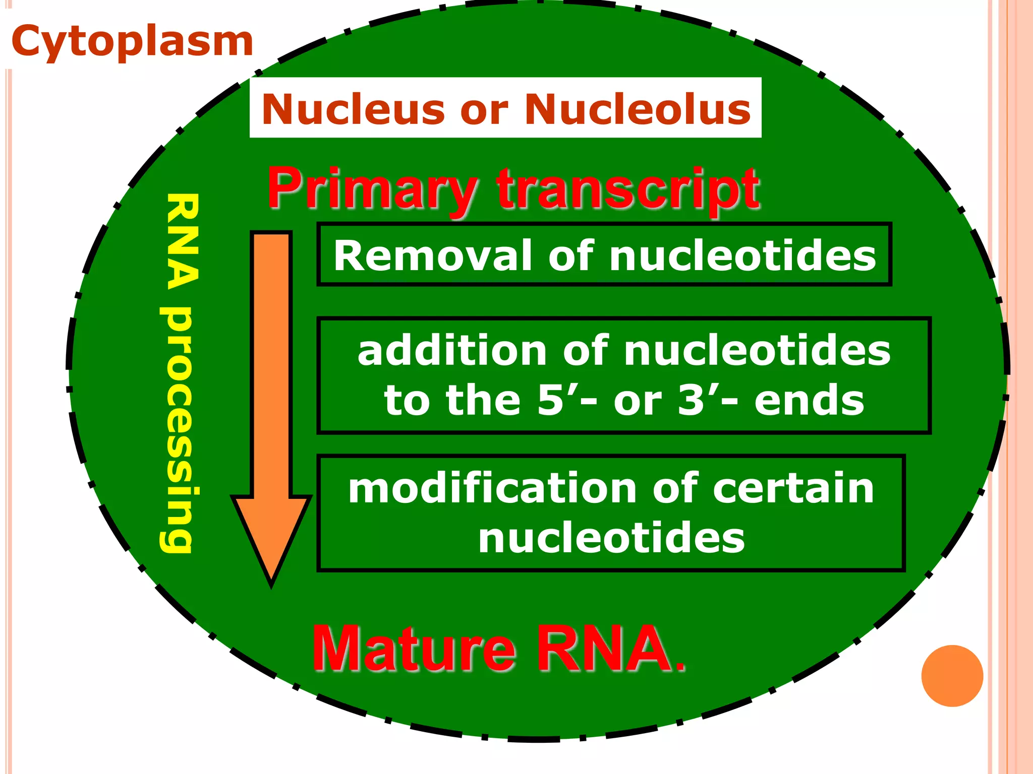 Rna processing | PPTX