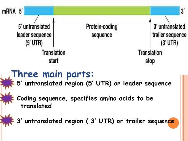 Rna processing