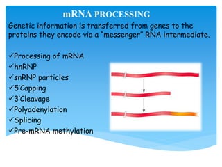 RNA Processing | PPTX