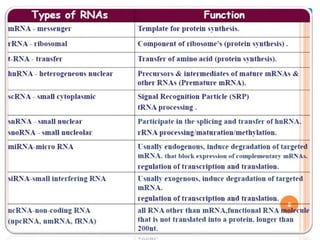 RNA Processing | PPTX