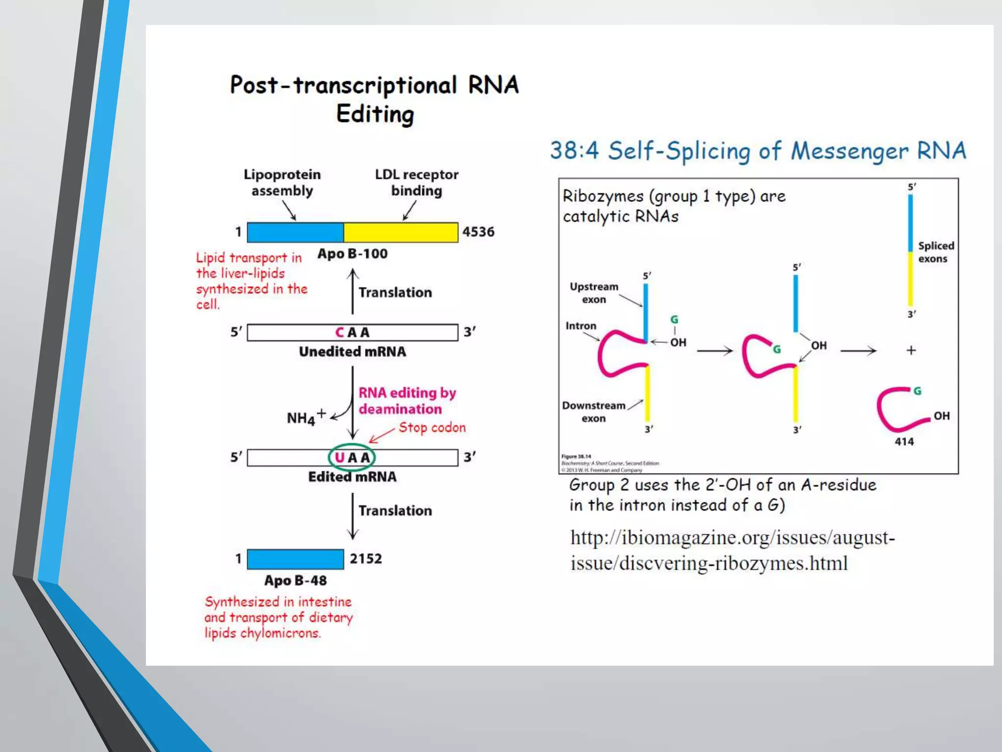 RNA PROCESSING | PPTX | Chemistry | Science