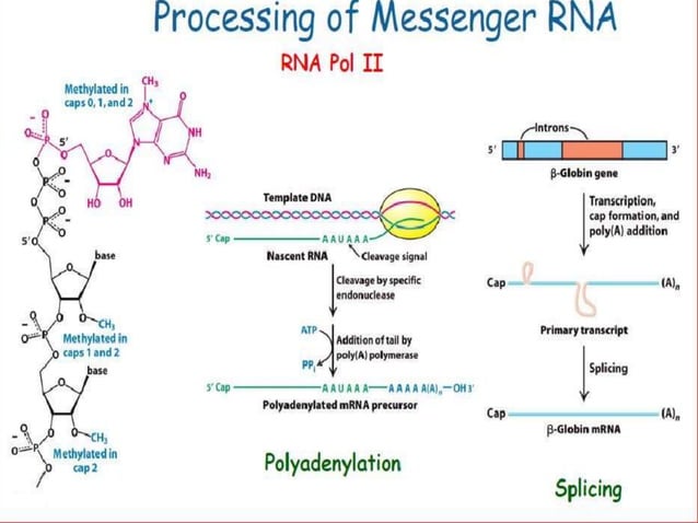 RNA PROCESSING