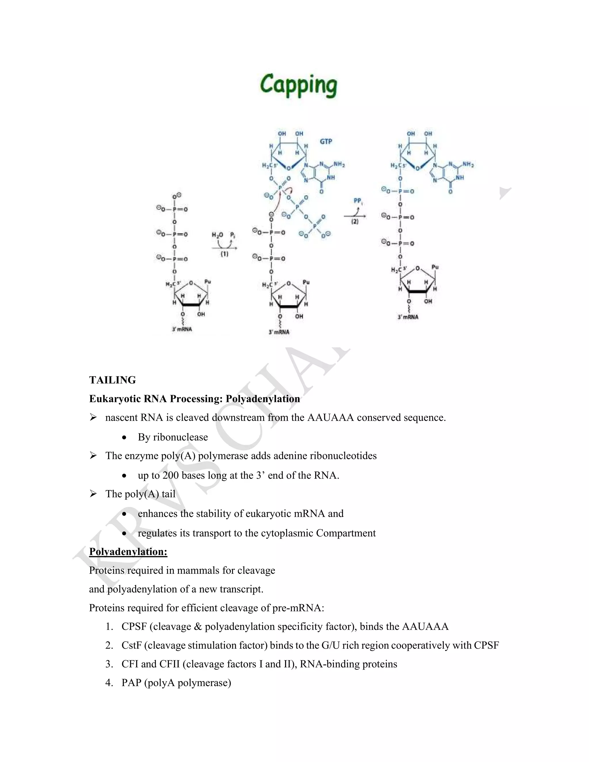 RNA PROCESSING | PDF