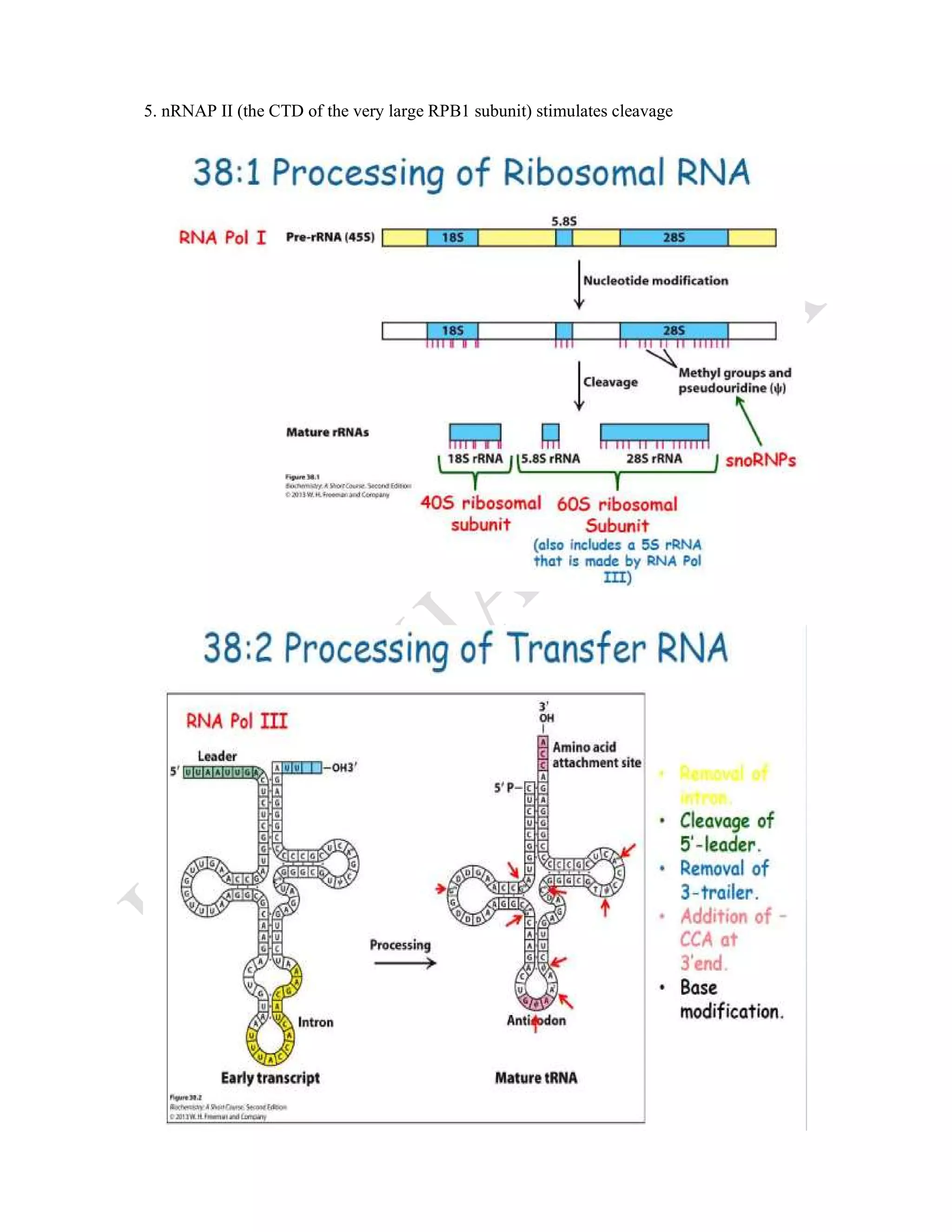 RNA PROCESSING | PDF