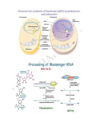 RNA PROCESSING | PDF