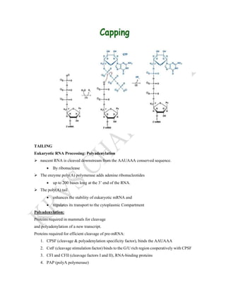 RNA PROCESSING | PDF