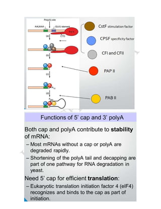 RNA PROCESSING | PDF