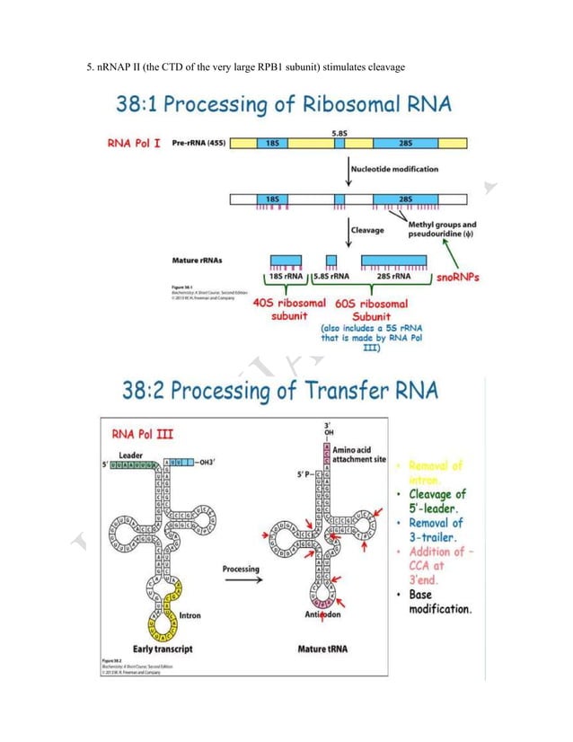RNA PROCESSING | PDF