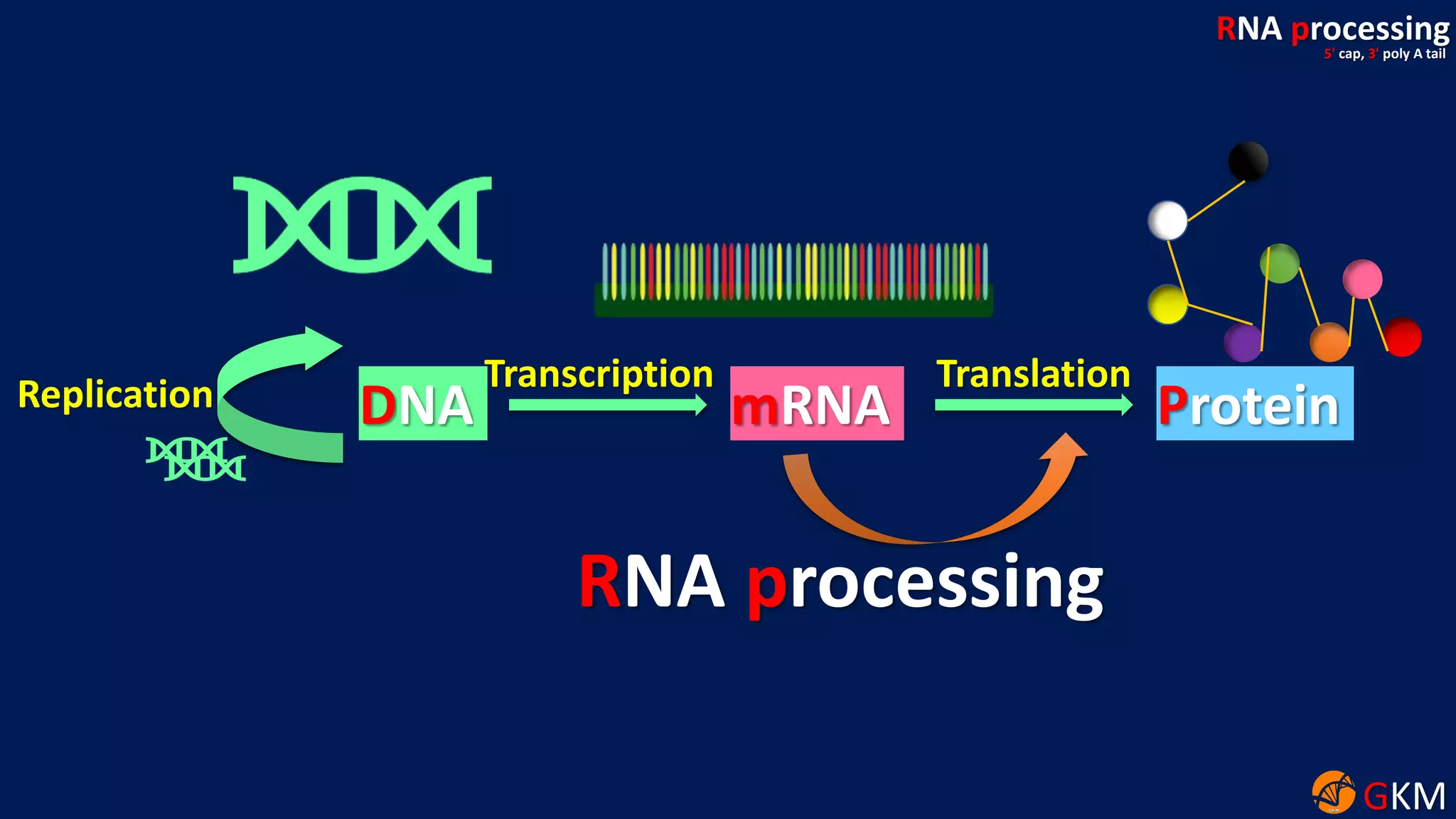 Rna processing | PPT