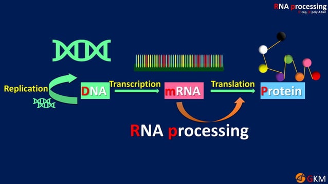Rna processing | PPT