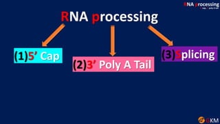 Rna processing | PPT