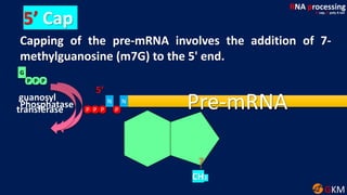 Rna processing | PPT