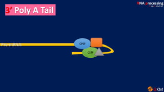 Rna processing | PPTX