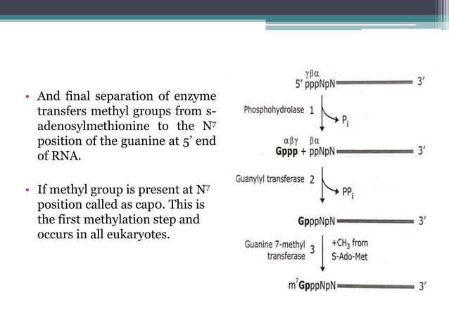 5’ capping | PPTX | Biological Sciences | Science