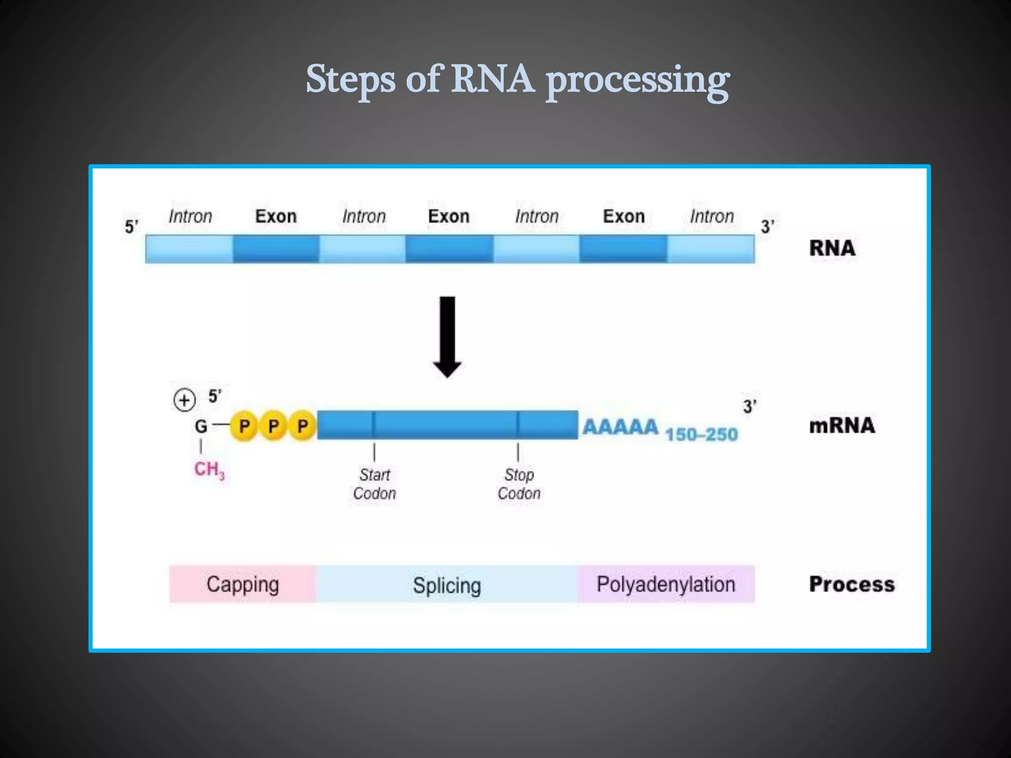 Rna processing | PPTX