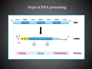 Rna processing | PPTX
