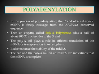 Rna processing | PPTX
