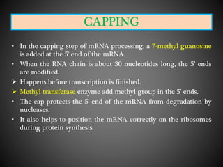 Rna processing | PPT