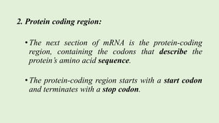 RNA Processing | PPTX