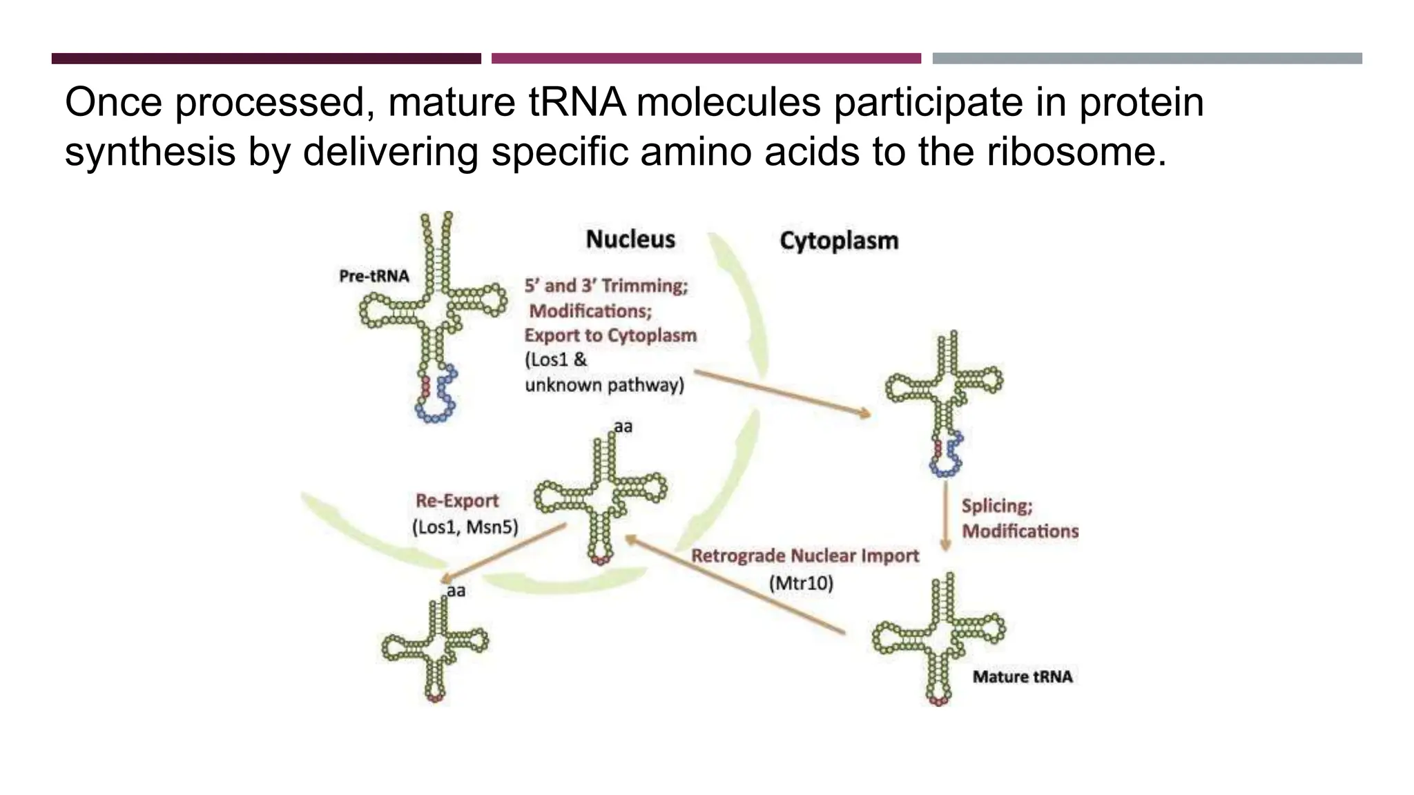 rna processing in prokaryotes and eukaryotes.pptx