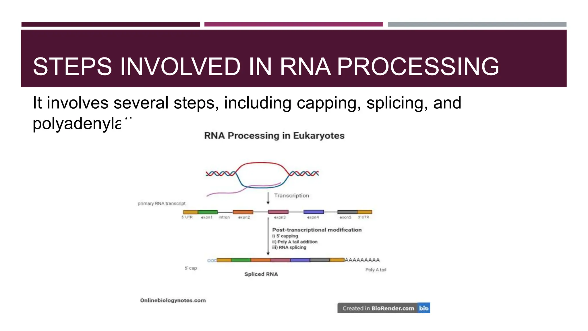 rna processing in prokaryotes and eukaryotes.pptx
