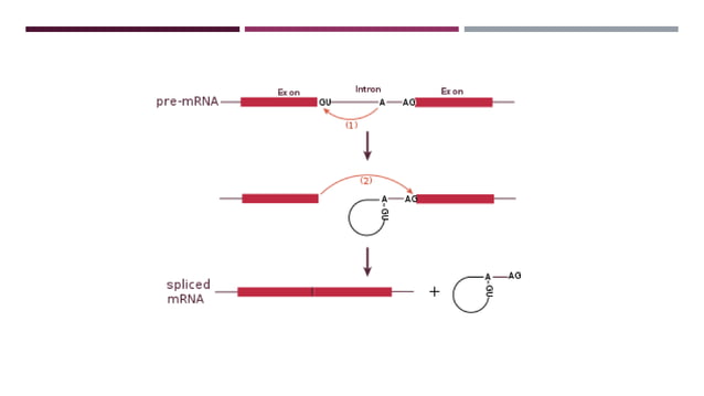 rna processing in prokaryotes and eukaryotes.pptx