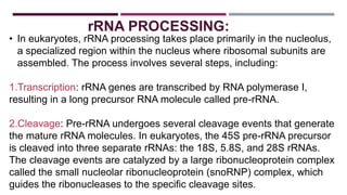 rna processing in prokaryotes and eukaryotes.pptx