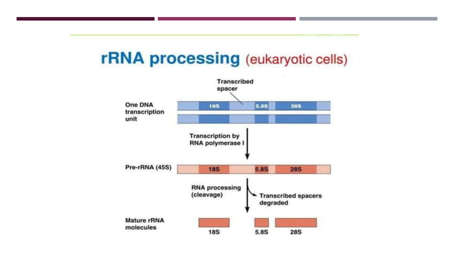 rna processing in prokaryotes and eukaryotes.pptx