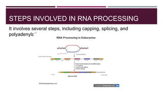 rna processing in prokaryotes and eukaryotes.pptx