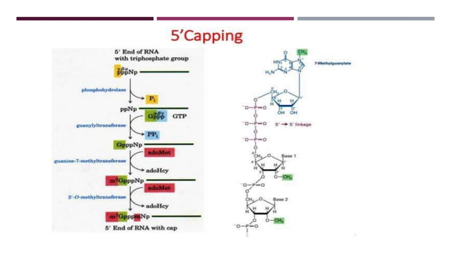 rna processing in prokaryotes and eukaryotes.pptx