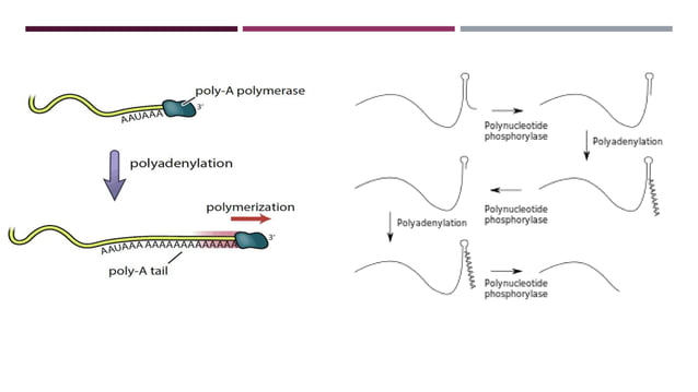 rna processing in prokaryotes and eukaryotes.pptx