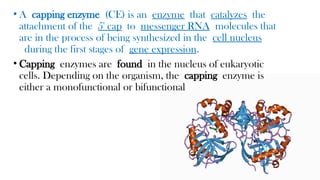 RNA Processing: Post-Transcriptional Modification | PPTX
