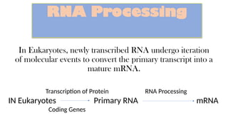 RNA Processing: Post-Transcriptional Modification | PPTX