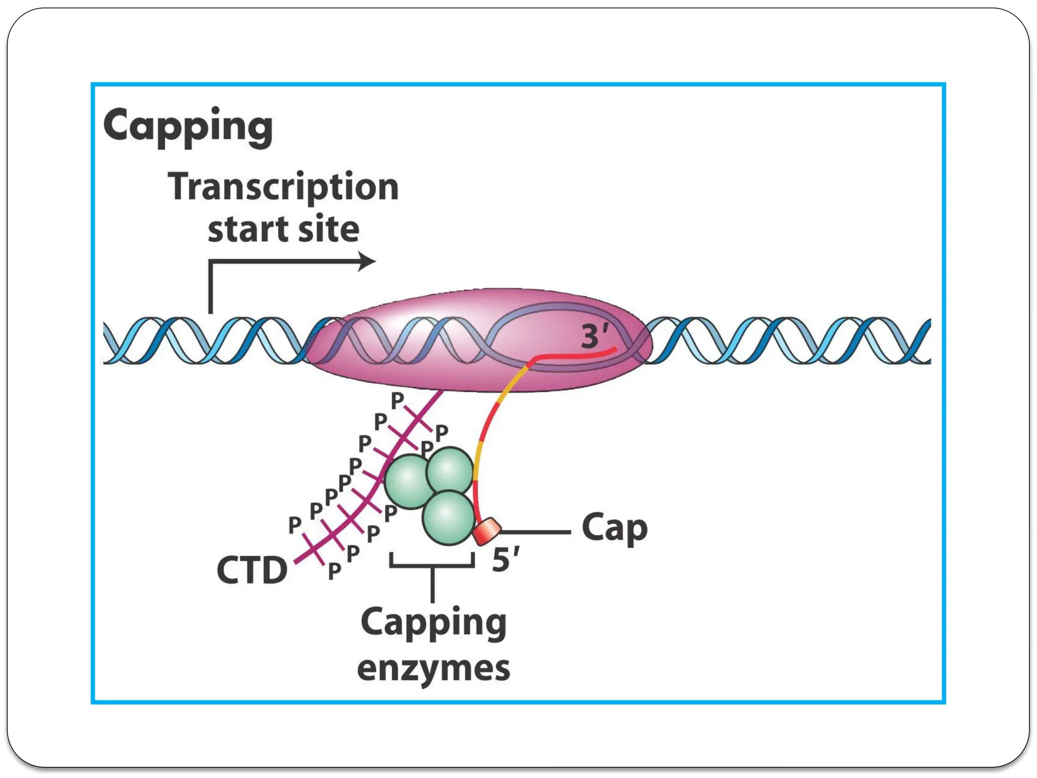 RNA processinggggggggggggggggggggggggg.pptx