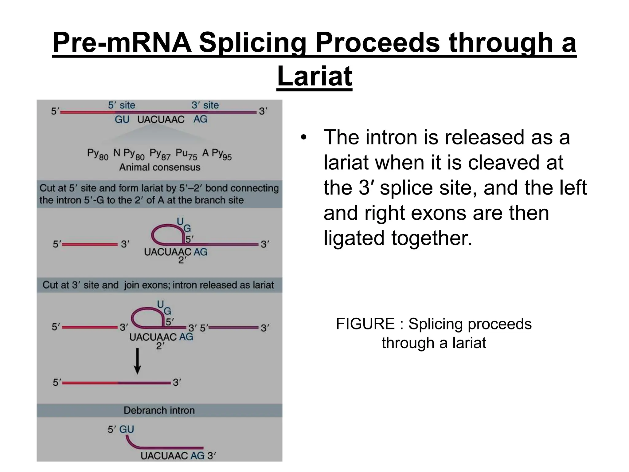 Steps for RNA processing in general .ppt