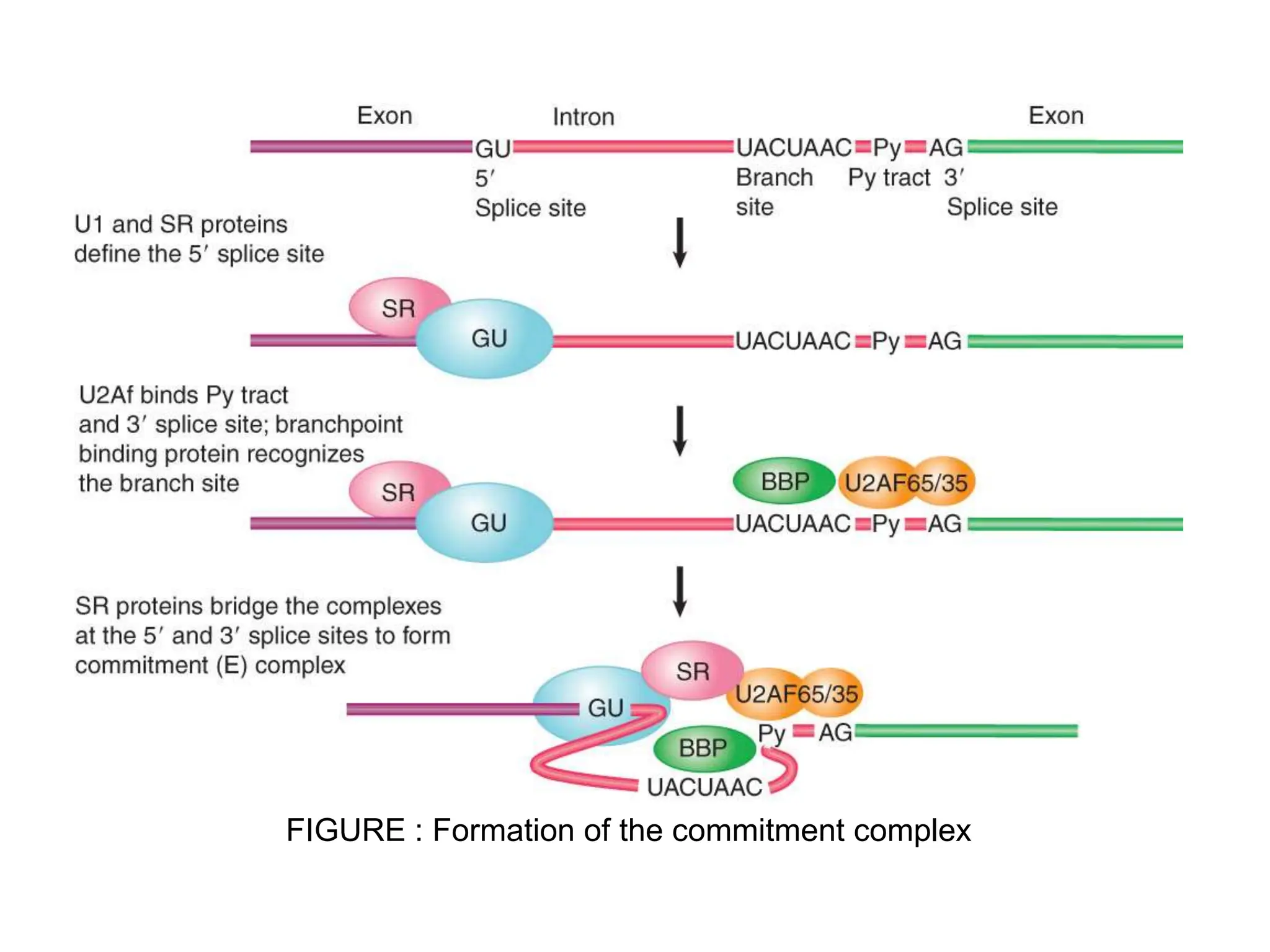 Steps for RNA processing in general .ppt