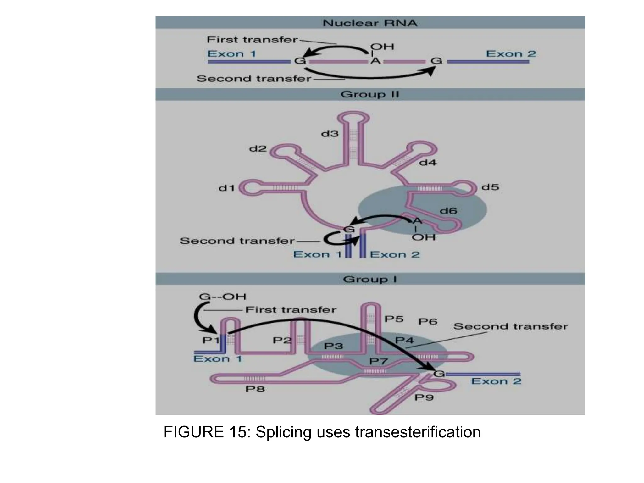 Steps for RNA processing in general .ppt
