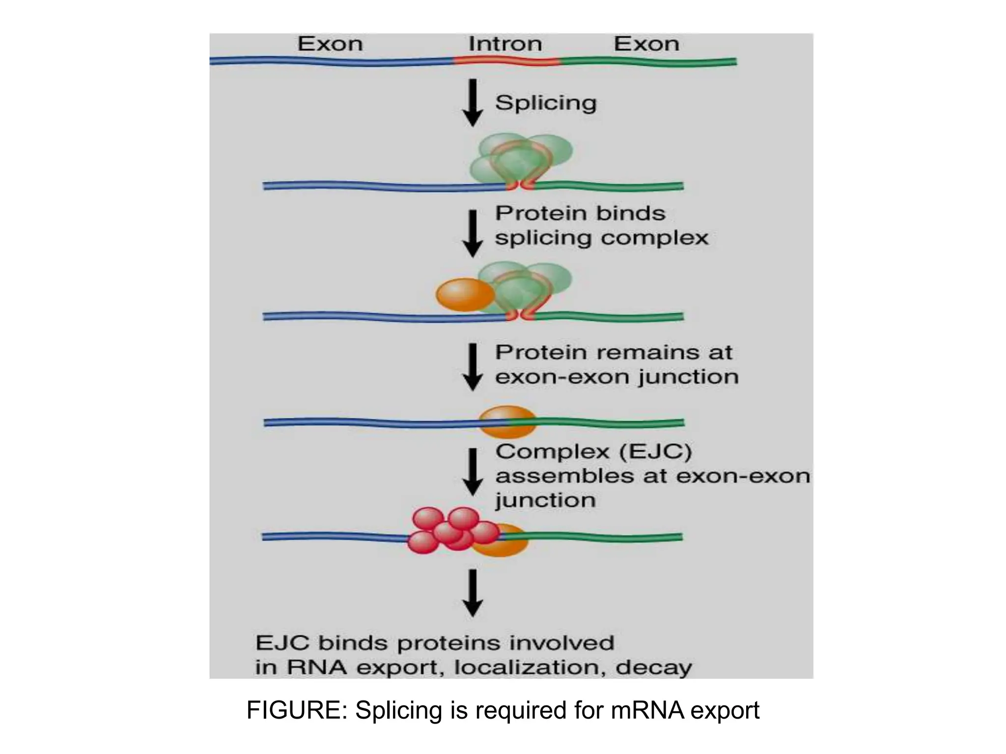 Steps for RNA processing in general .ppt