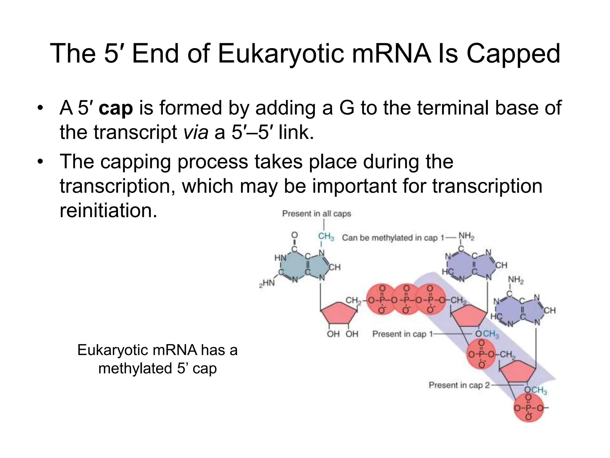 Steps for RNA processing in general .ppt