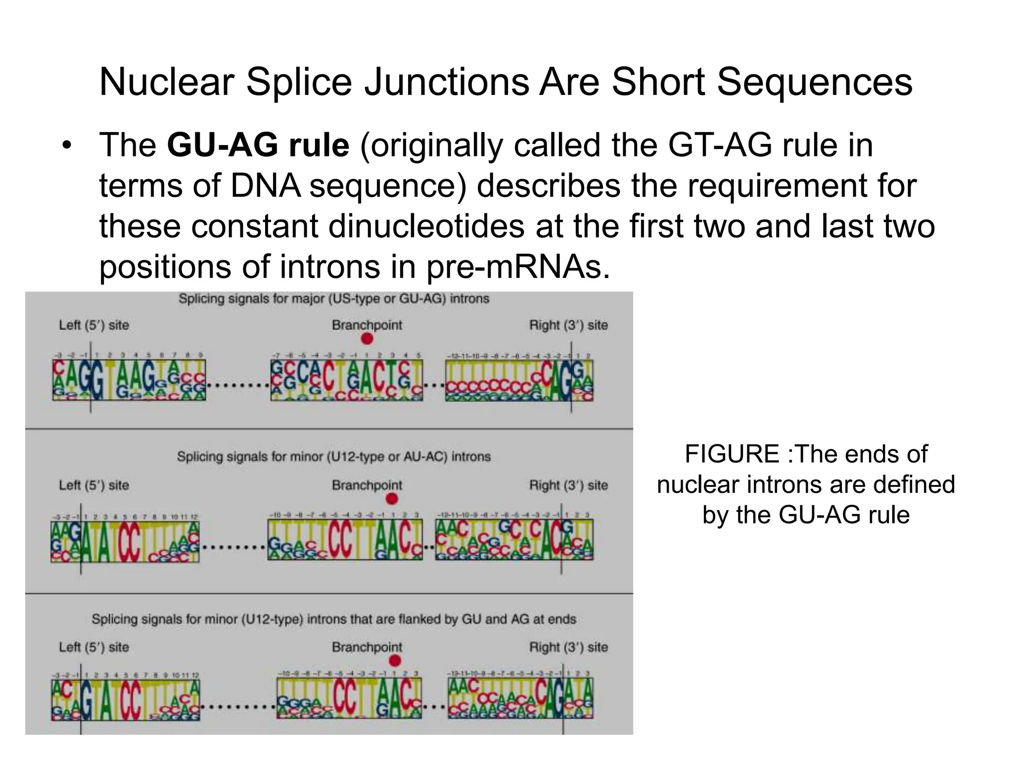 Steps for RNA processing in general .ppt