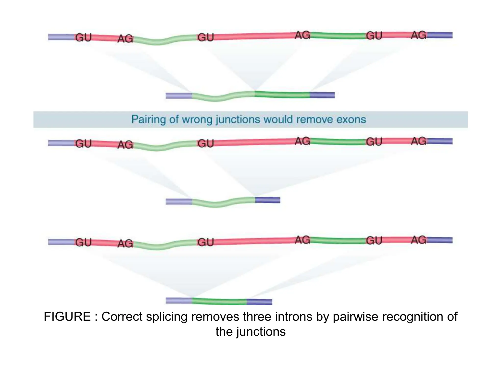 Steps for RNA processing in general .ppt