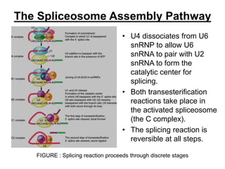 Steps for RNA processing in general .ppt
