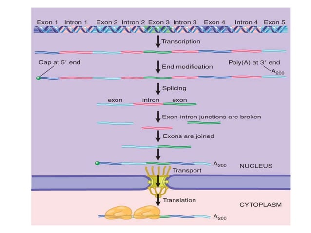 Steps for RNA processing in general .ppt