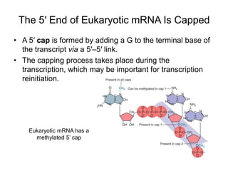 Steps for RNA processing in general .ppt