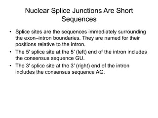 Steps for RNA processing in general .ppt