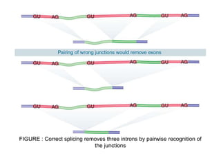 Steps for RNA processing in general .ppt